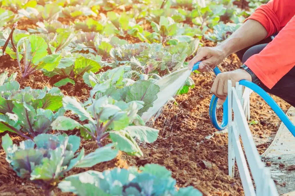How to Start a No-Dig Garden in a Weekend | CHOQ®